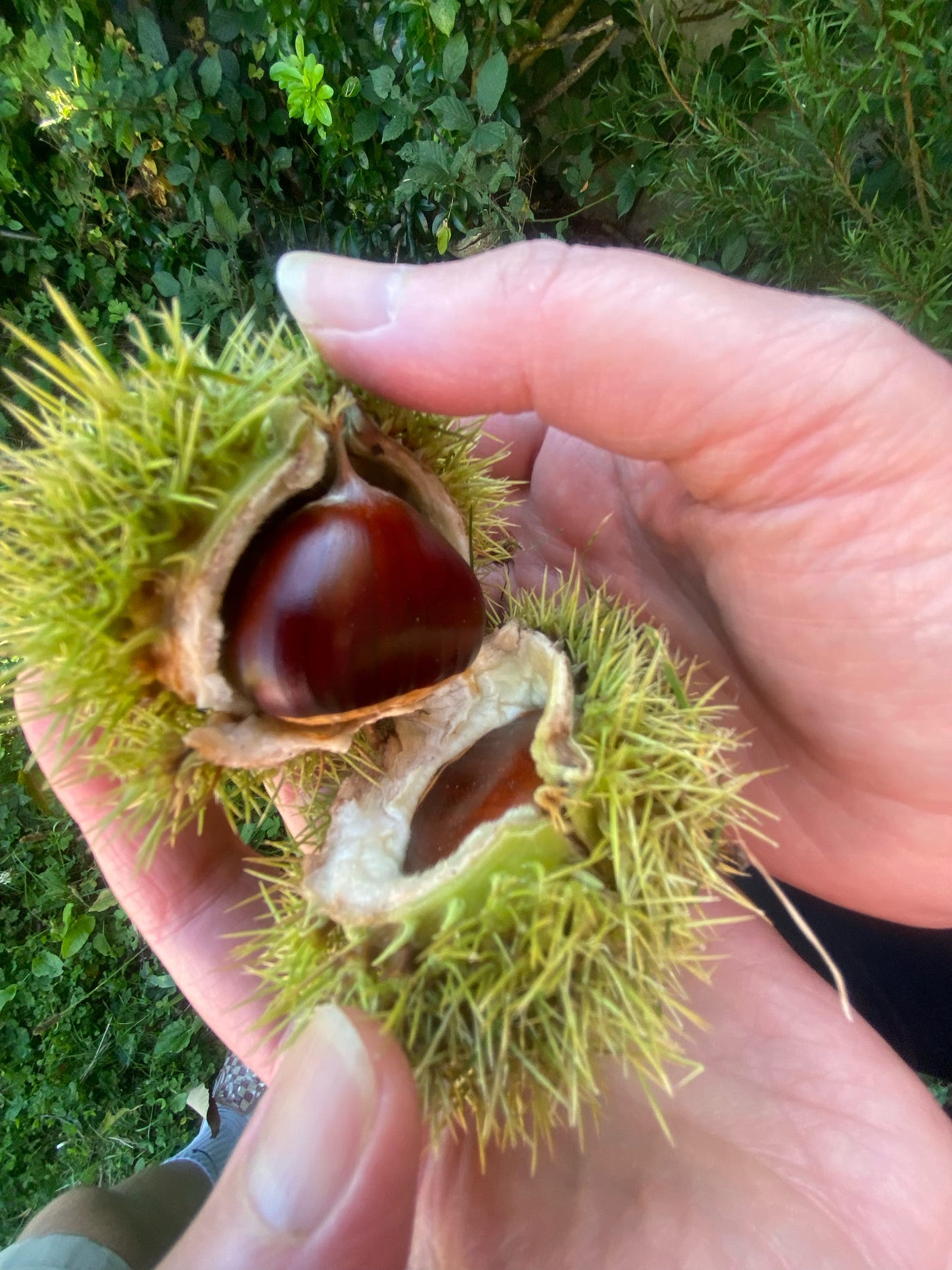 American Chestnut Fruit Size