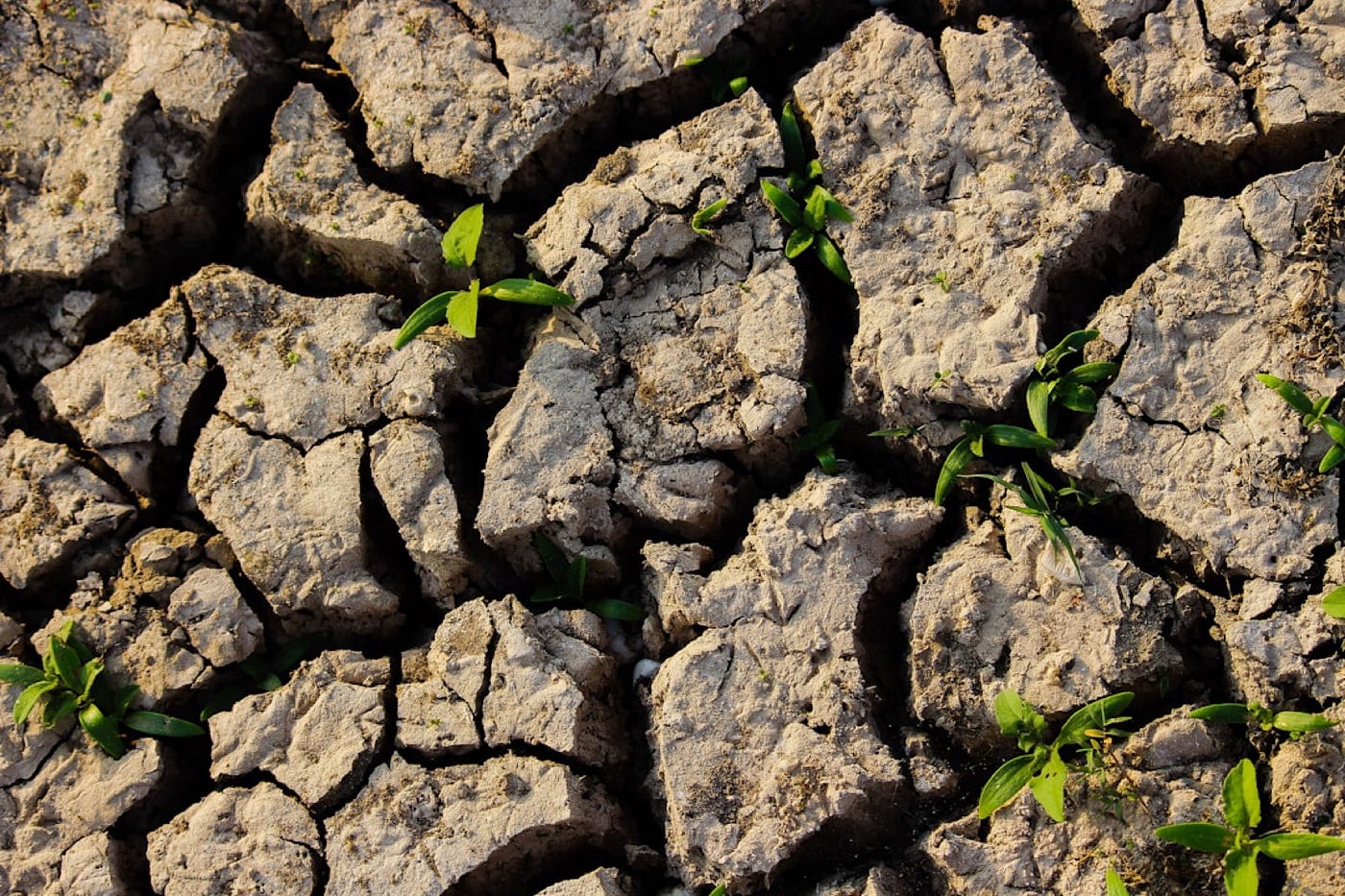 What Are The Four Types Of Soil In The Parable Of The Sower