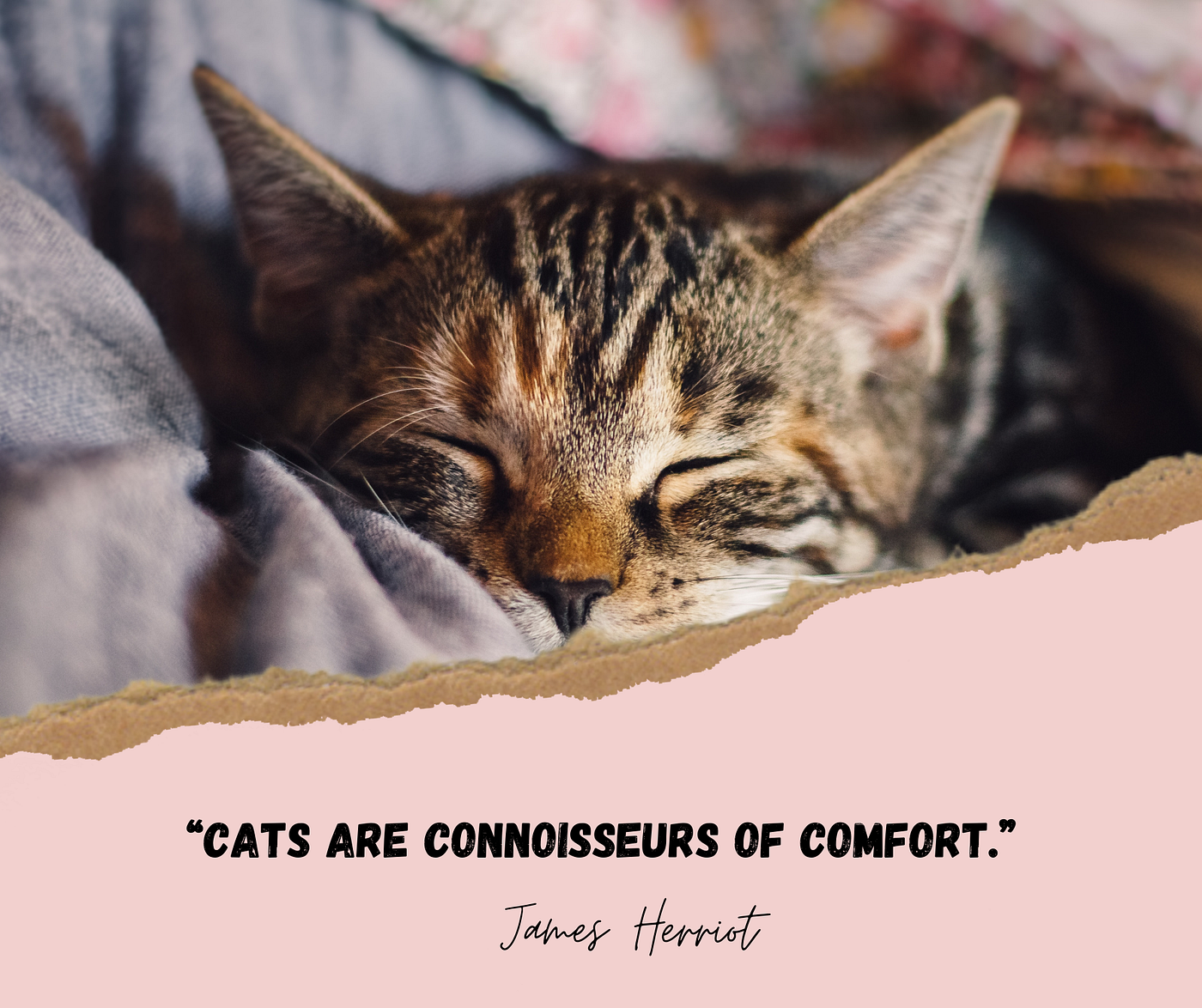 Sleeping Kitten Quotes