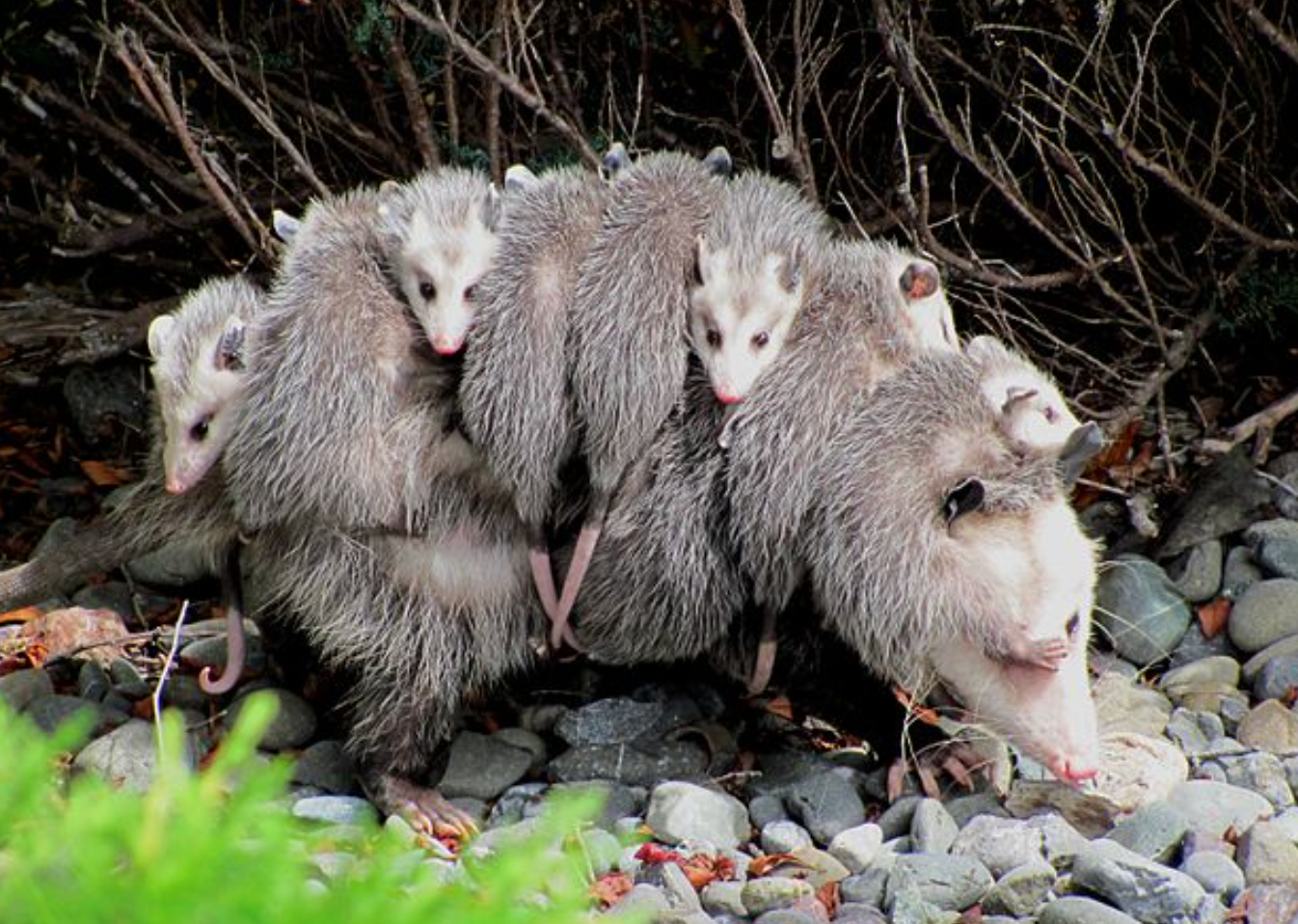 Possum With Rabies