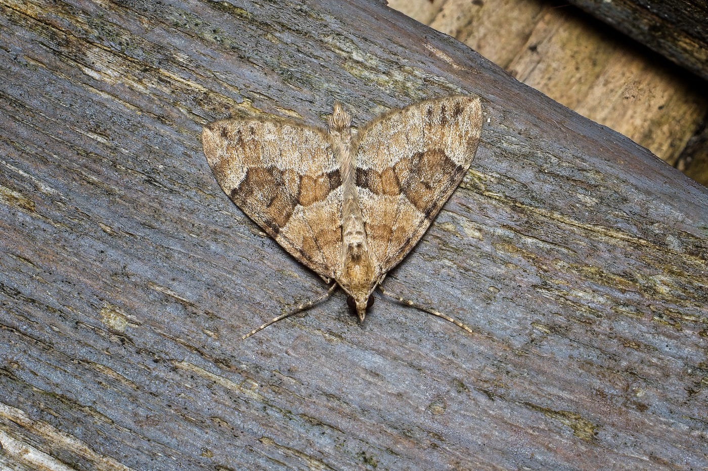 Beautiful Moth