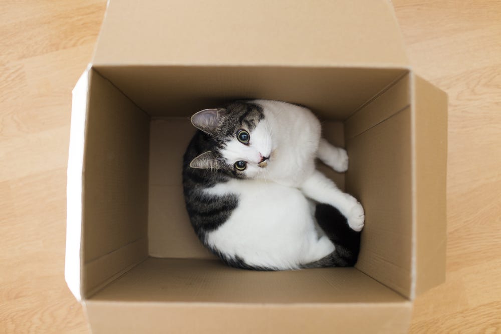 Do Not Disturb Cat Box