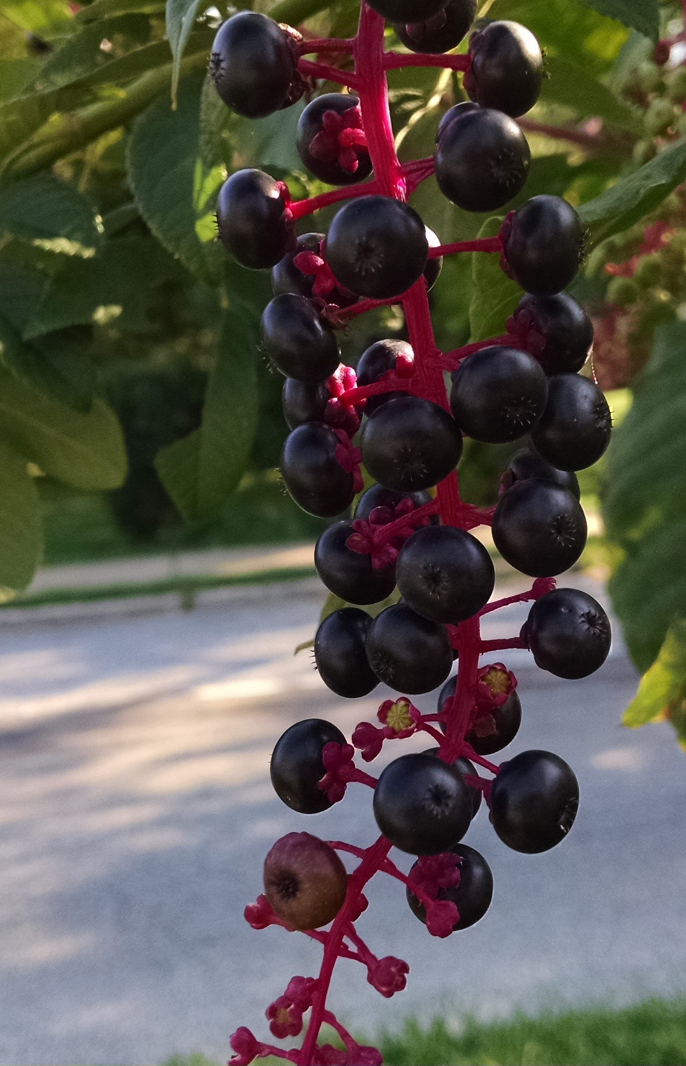 Inedible Berries