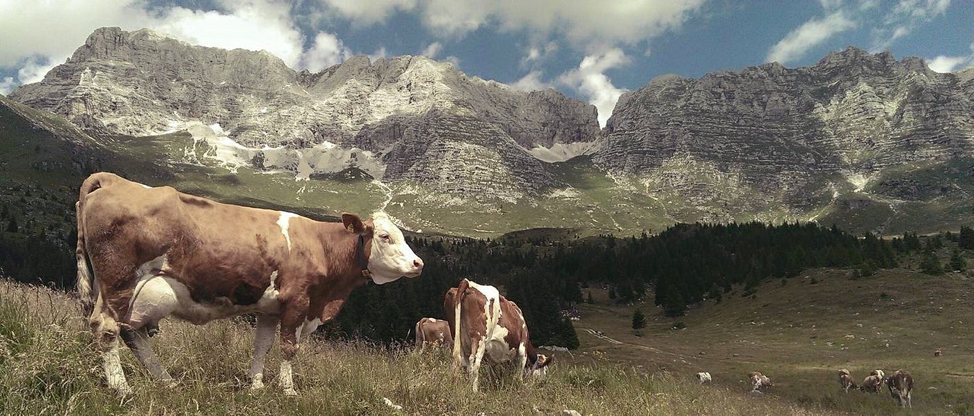 Alpine Cows