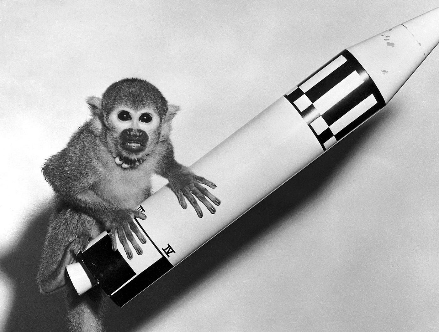 Monkey Astronaut Movie