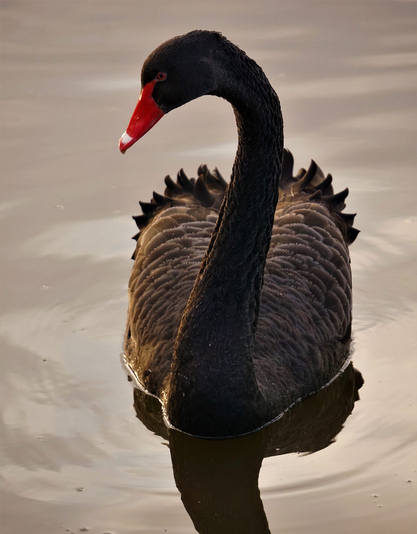 Black Swan Bird And White Swan