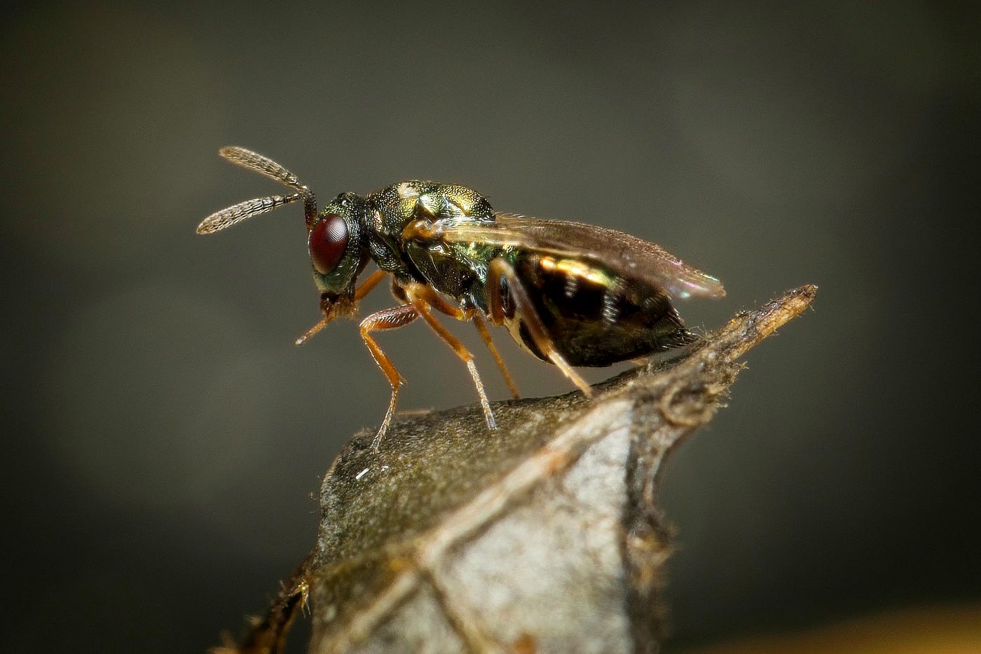 Macro Photography Insect Eye