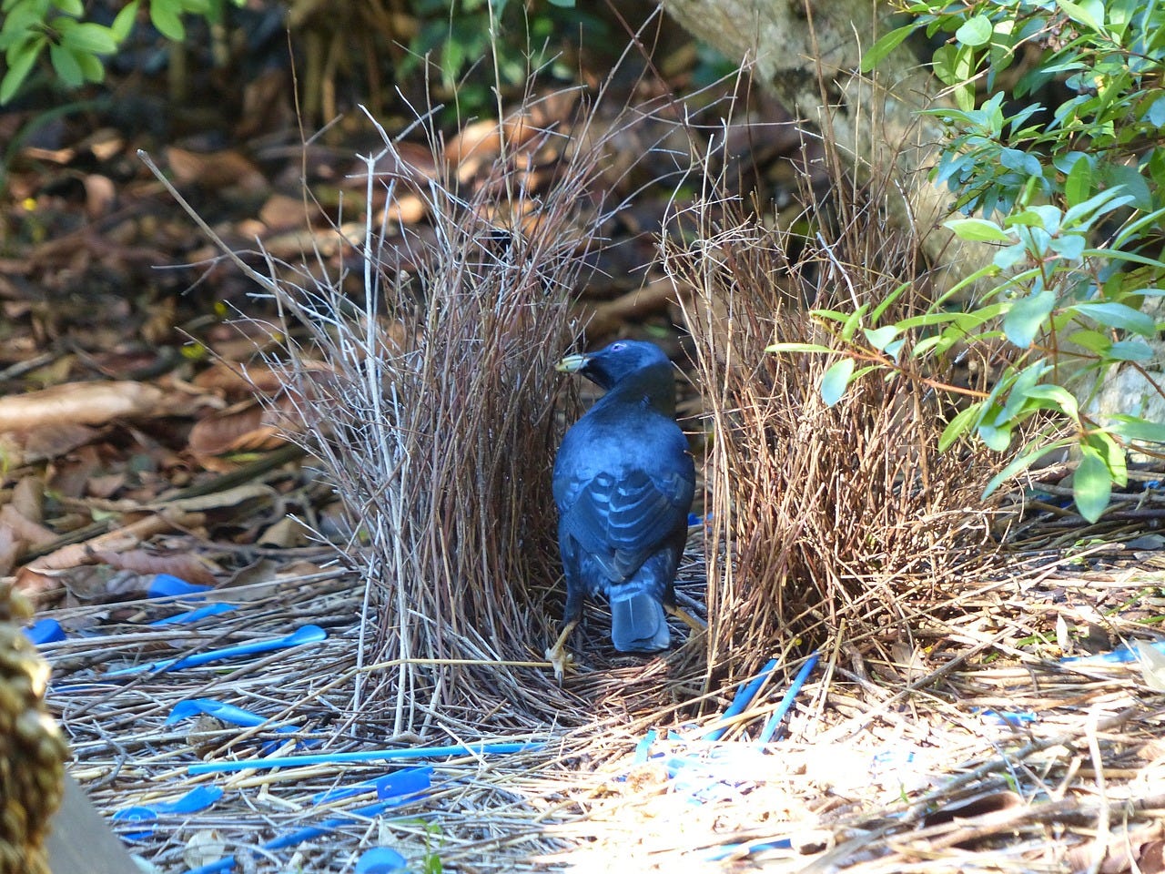 Weird Animal Courtship