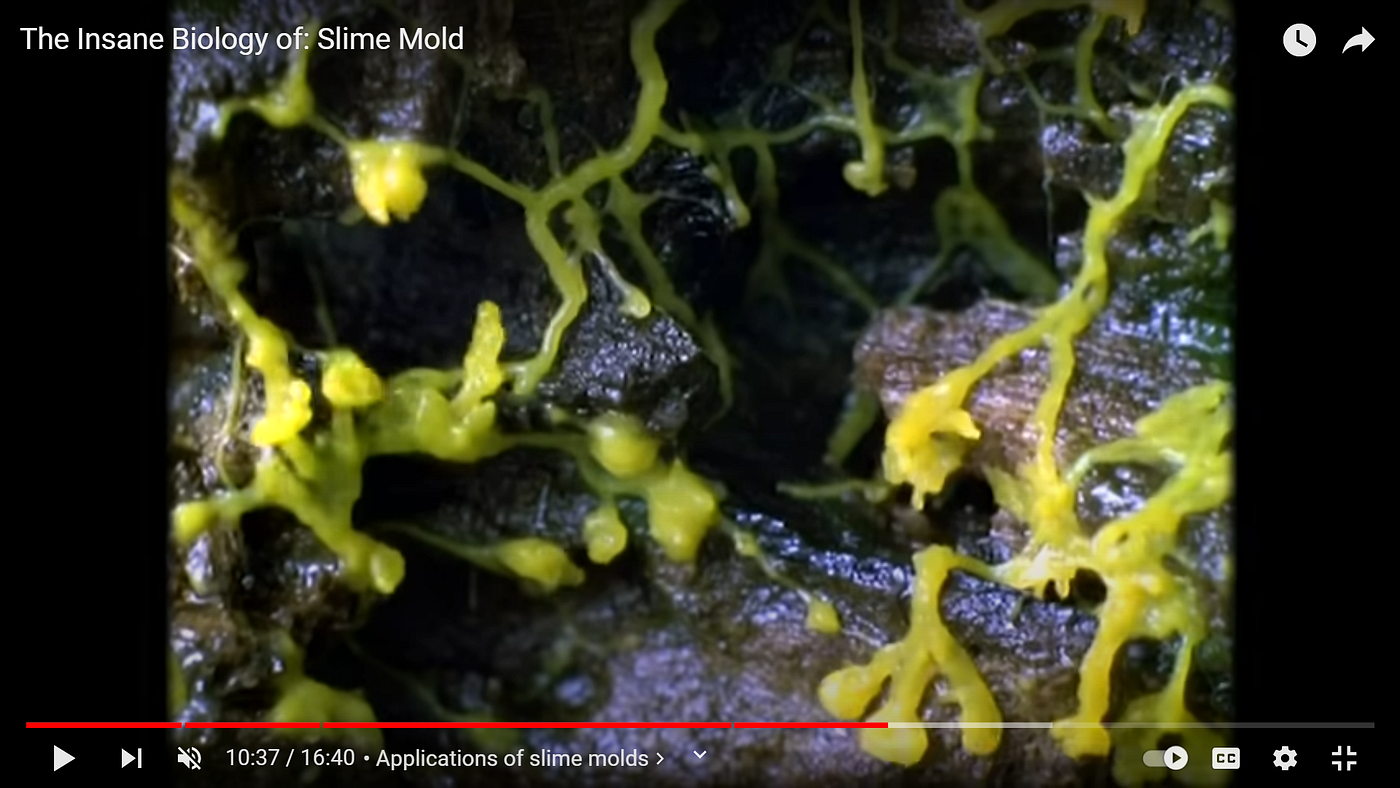 Importance Of Slime Molds