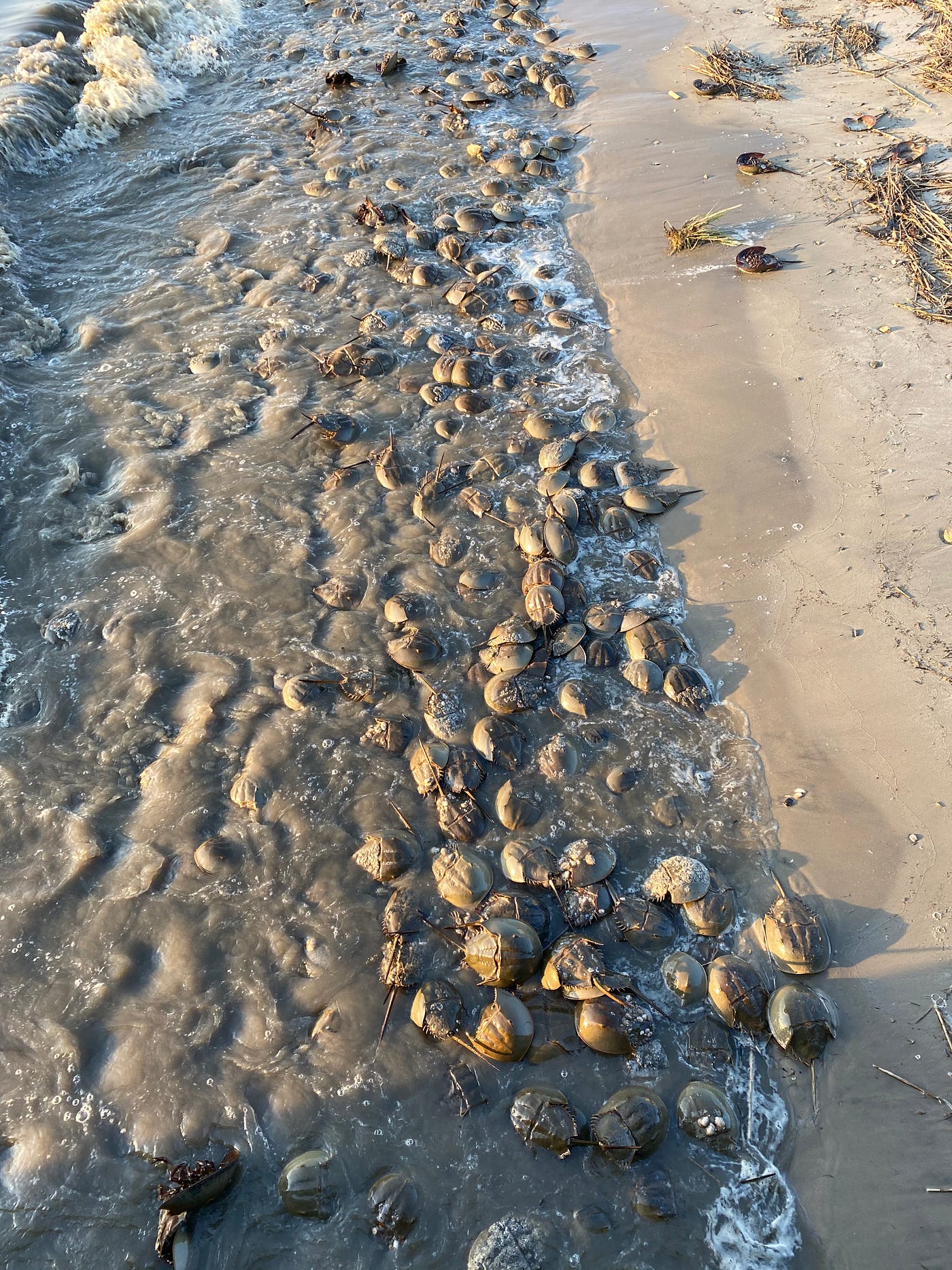 Horseshoe Crab Bite