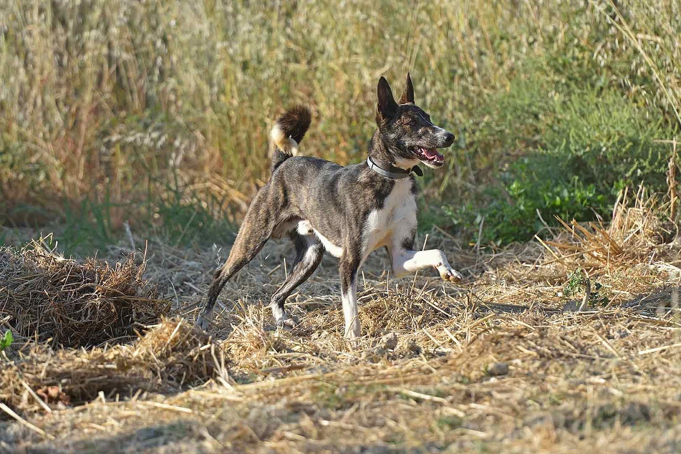 Does The Cretan Hound Attack Humans