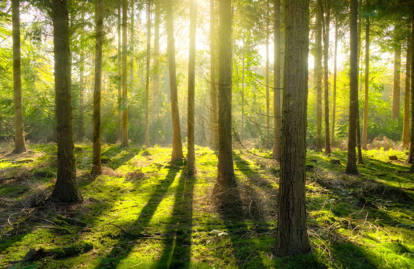 Devonian Period Forest