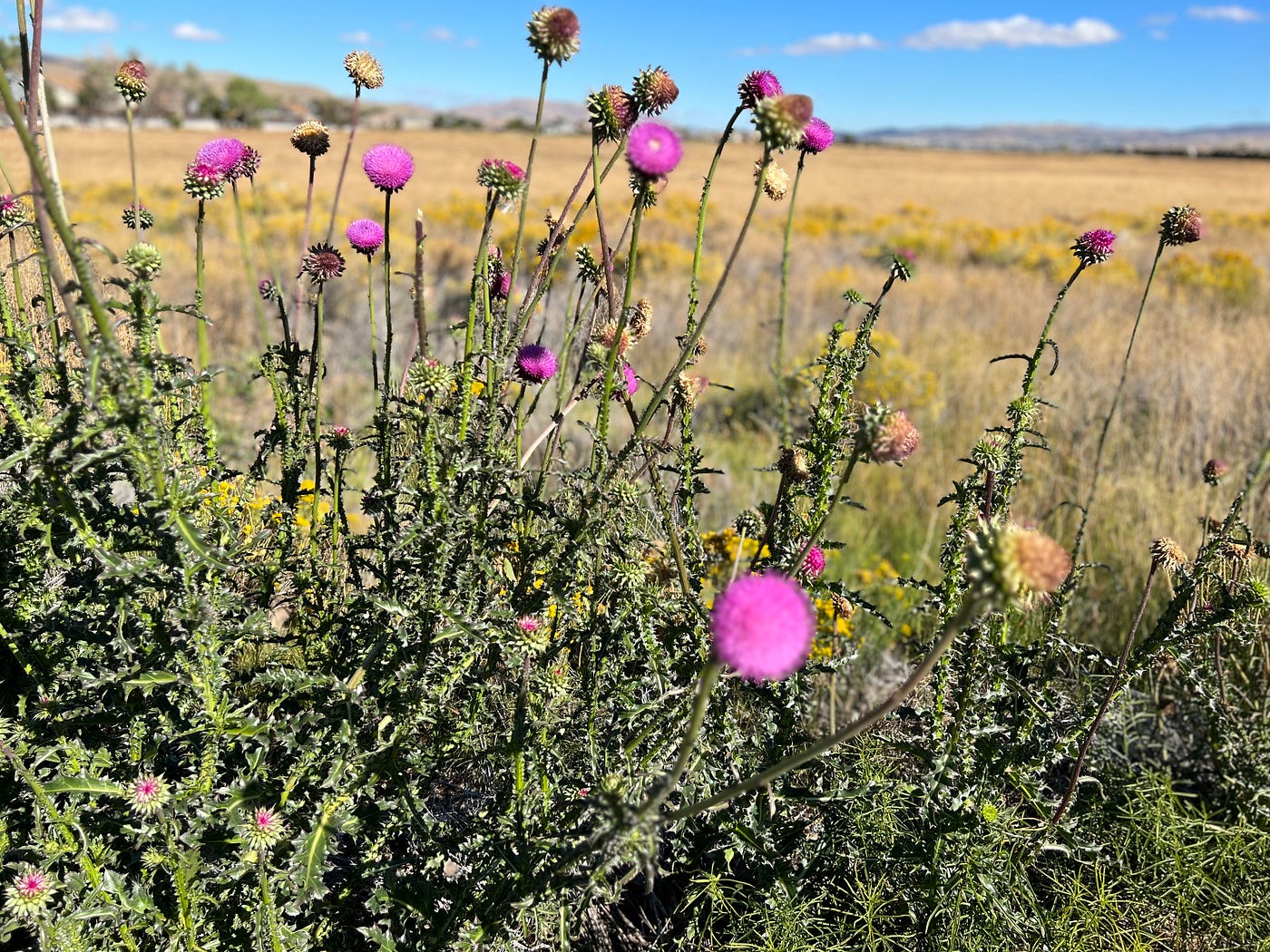 Pictures Of Weeds That Bloom In The Wild Native & Beneficial Plants
