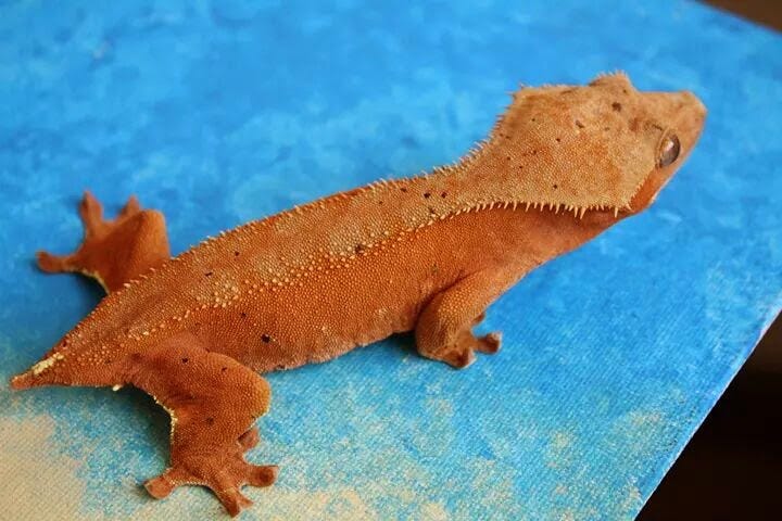 Blue Crested Gecko