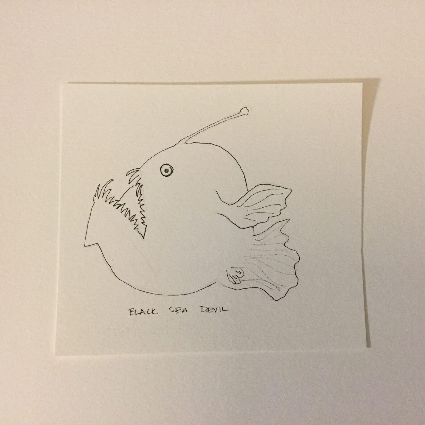 Fanfin Anglerfish