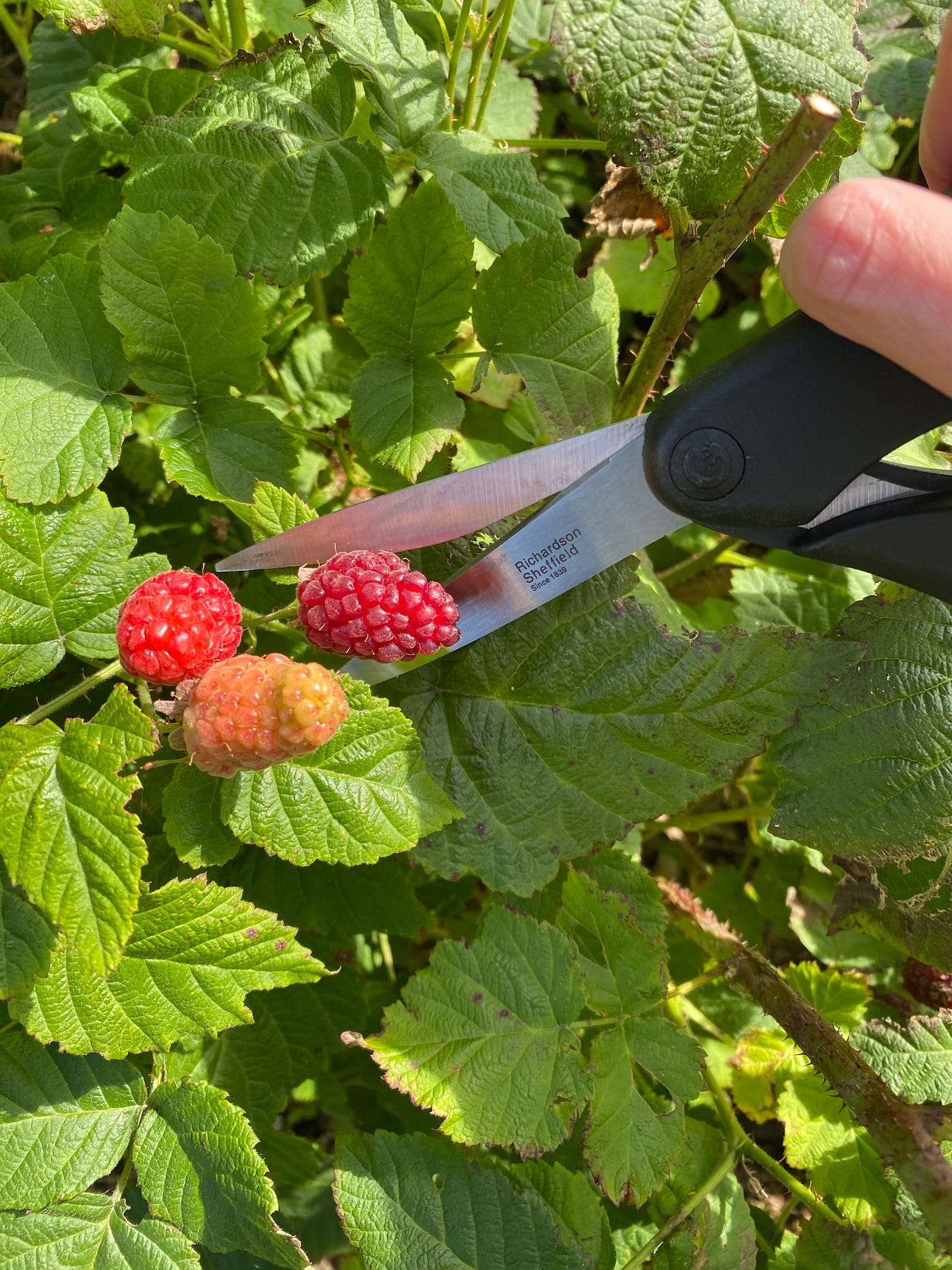 Wild Raspberries Scotland