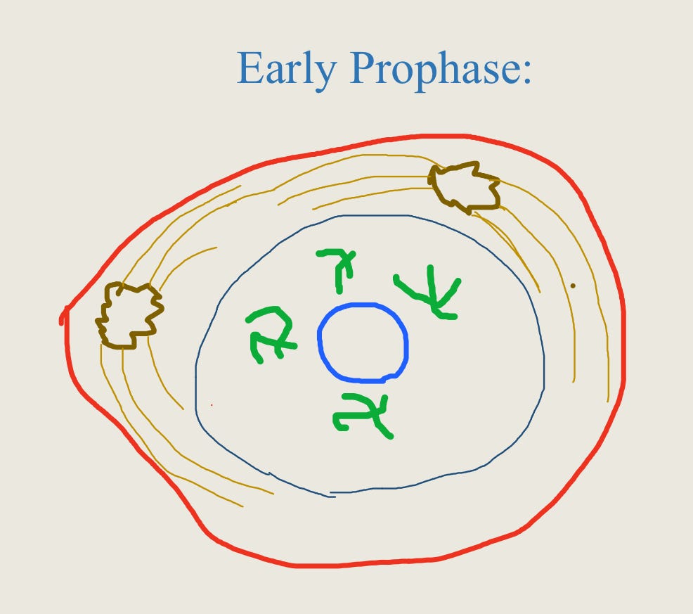 Early Prophase Diagram