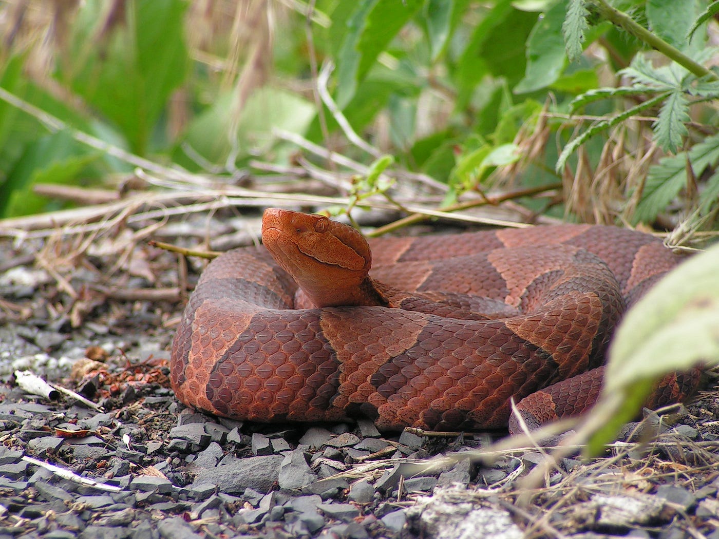 Northern Copperhead Snakes