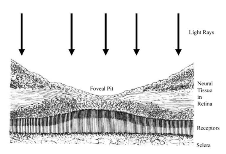 Spatial Resolution Of Retina
