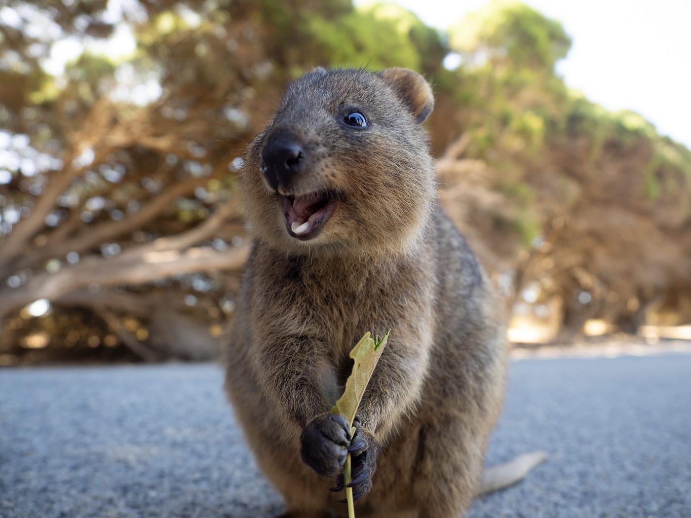 Angry Baby Quokka
