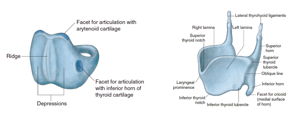 Arytenoid Cartilage