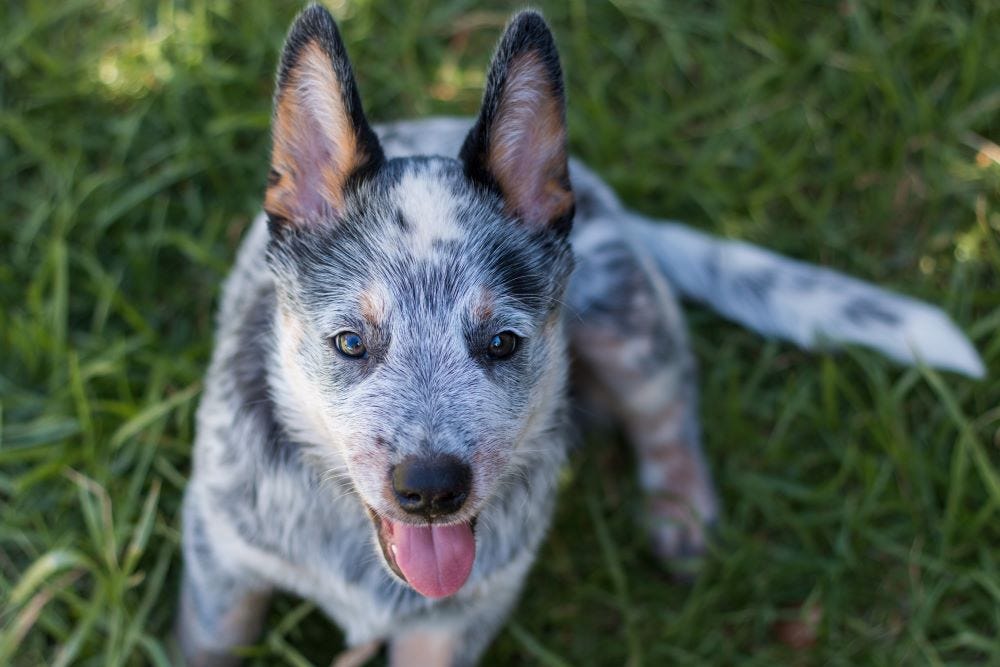 Blue Australian Cattle Dog Puppies