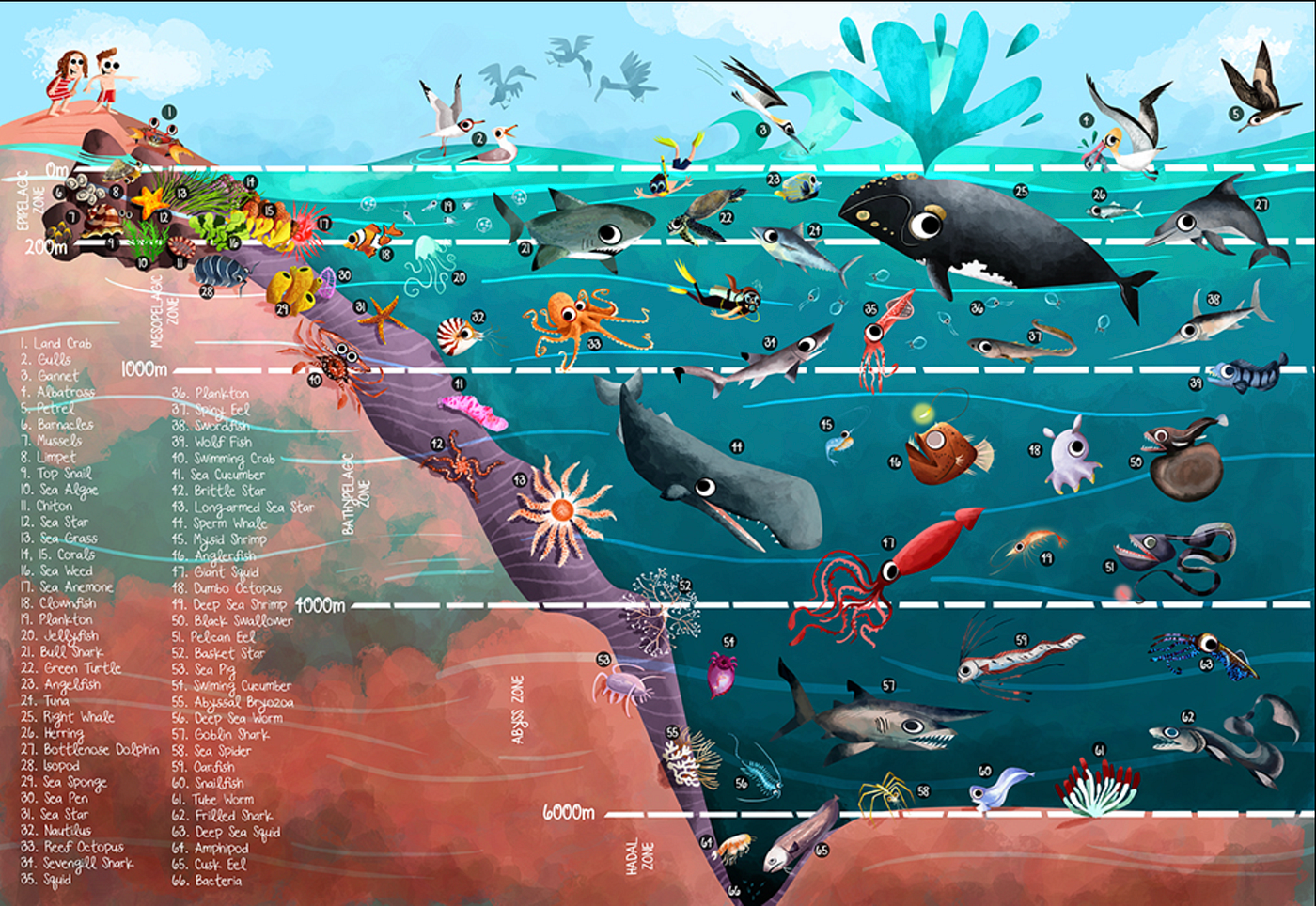 4 Zones Of The Ocean Animals Of The Ocean Depths | Oceana