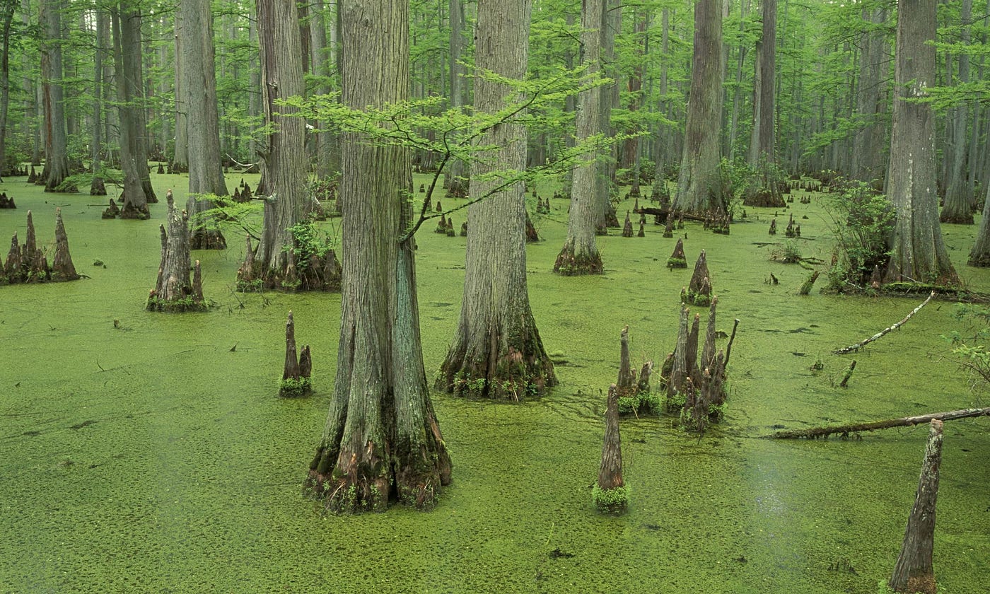 Swamp Living