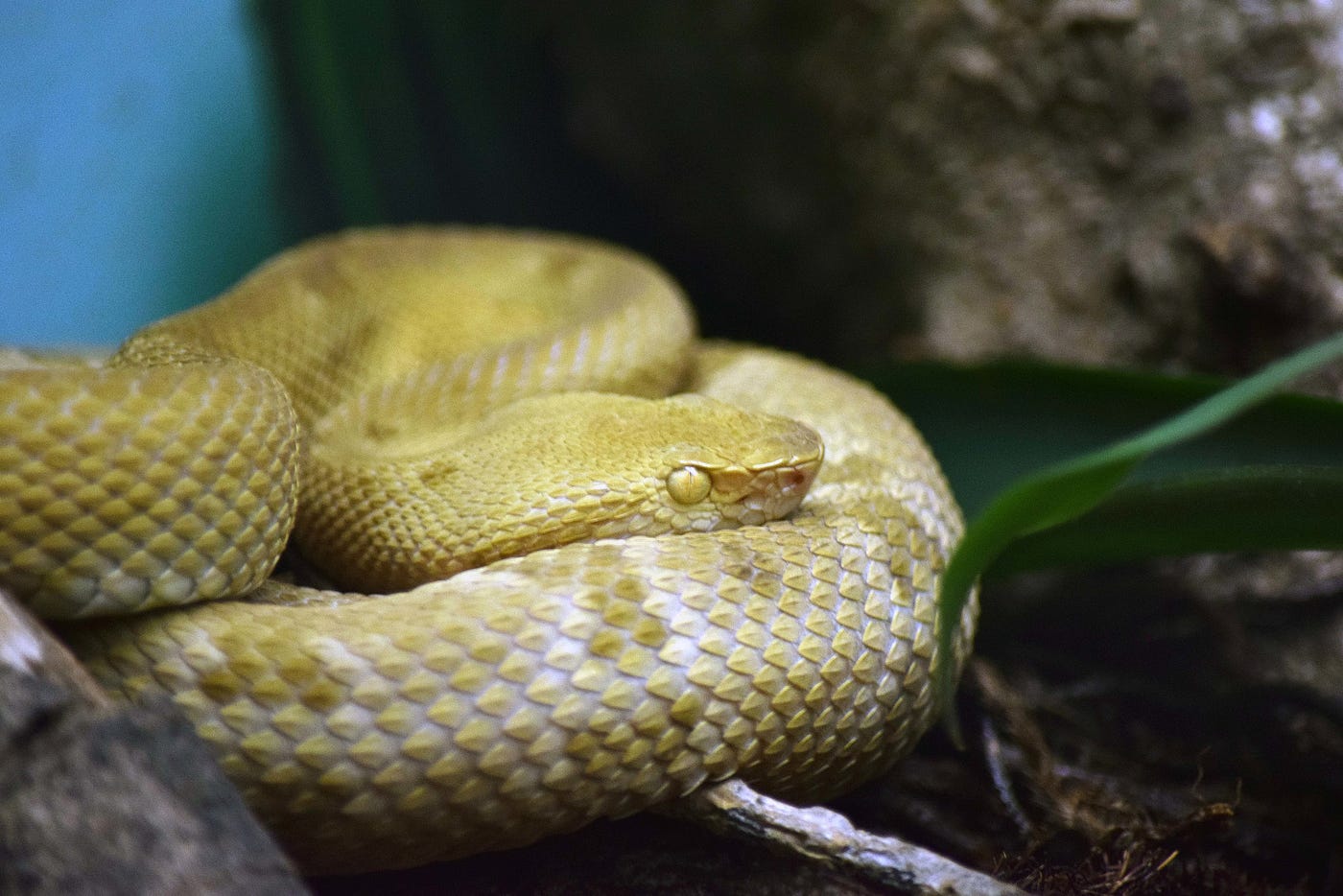 Snake Island Brazil