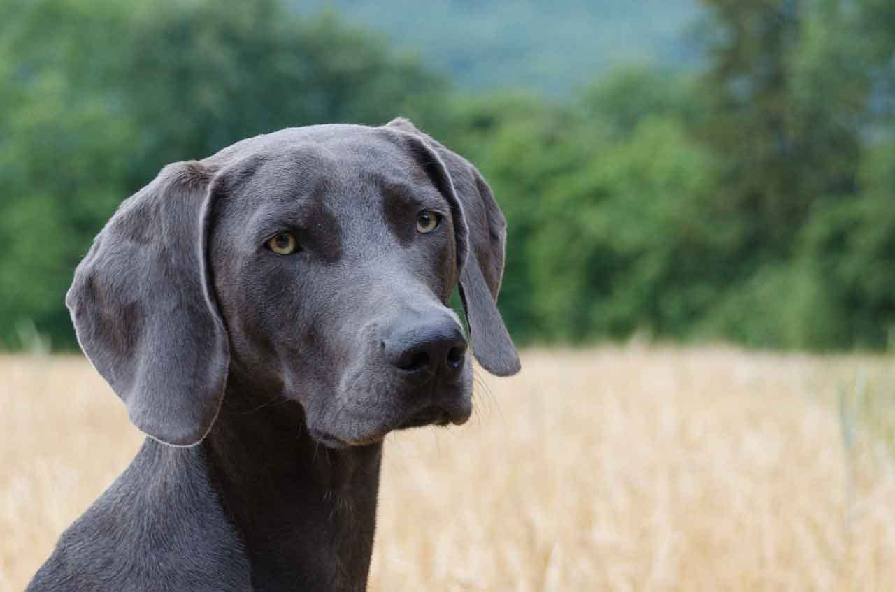 Blue Weimaraner Dog