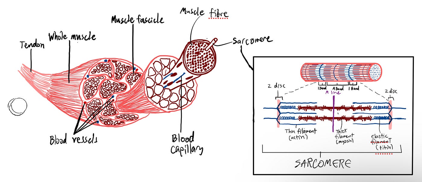 Smooth Cardiac Skeletal Muscle Diagram