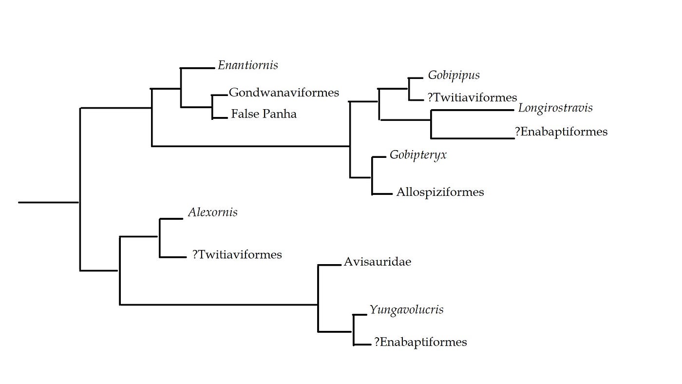 Platyhelminthes Phylogenetic Tree