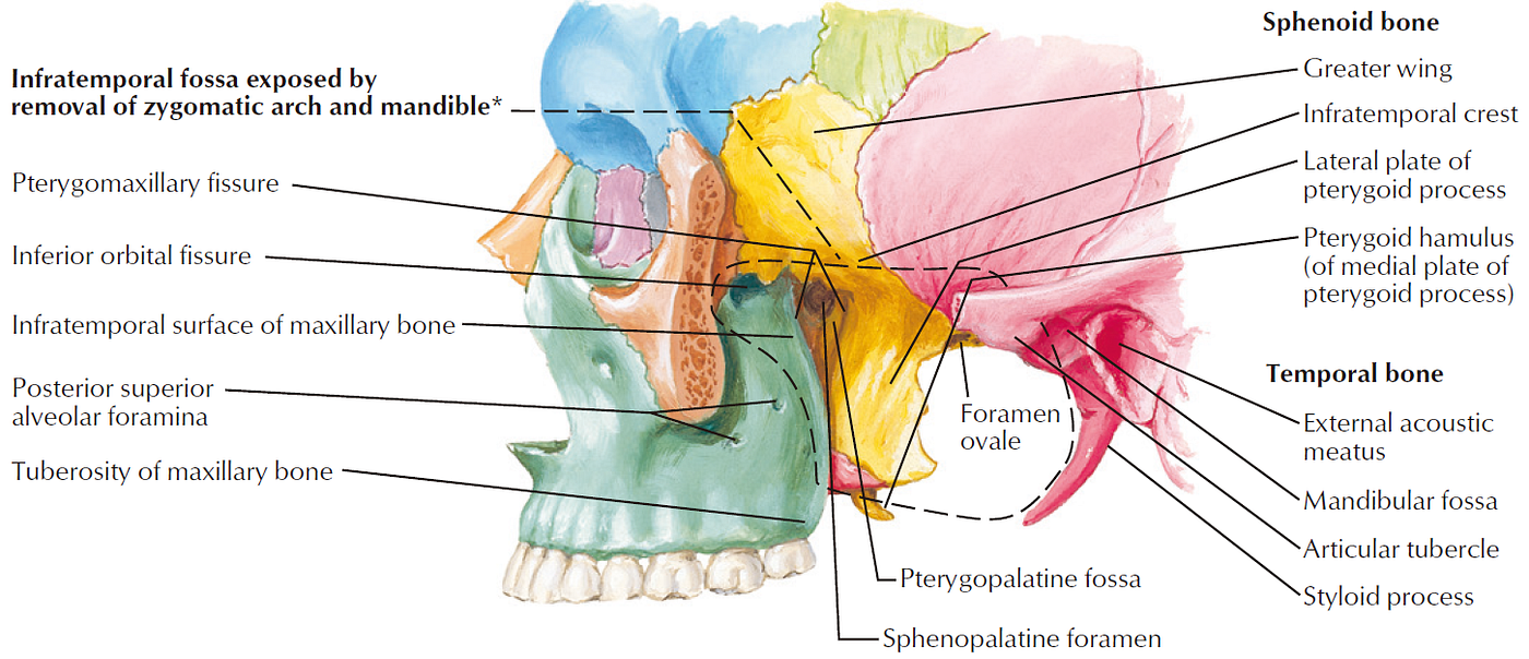 Pterygomaxillary Fissure