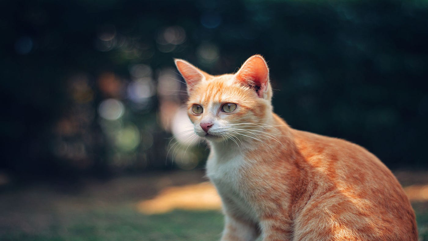 People Born With Cat Eyes