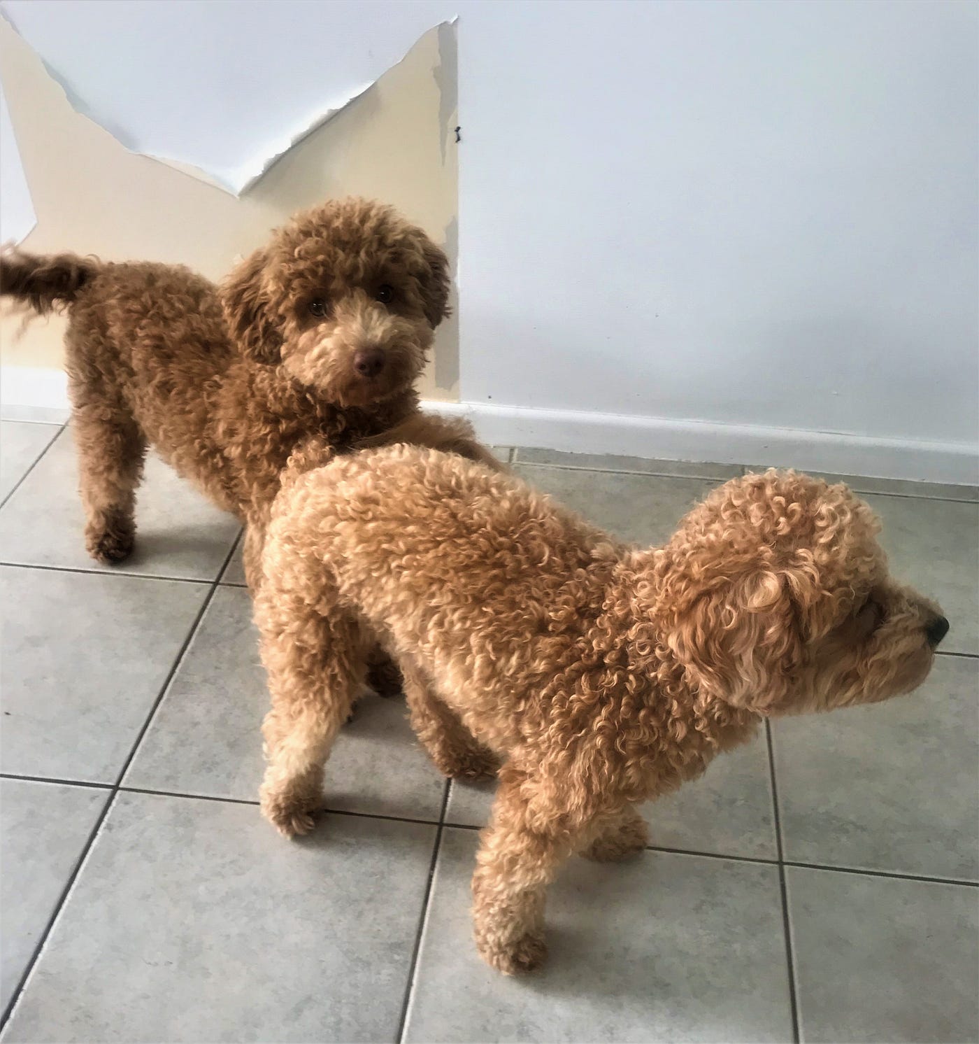 Why Are Dogs Useful Animals