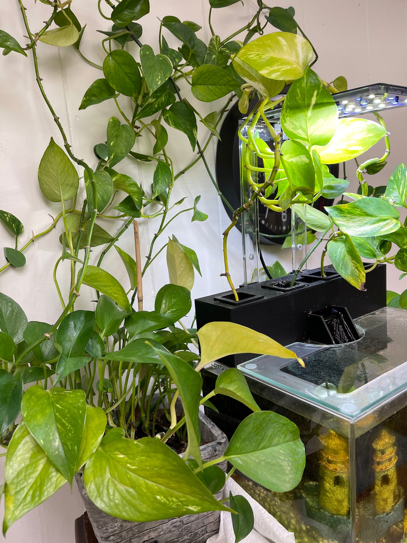 Golden Pothos Aquarium