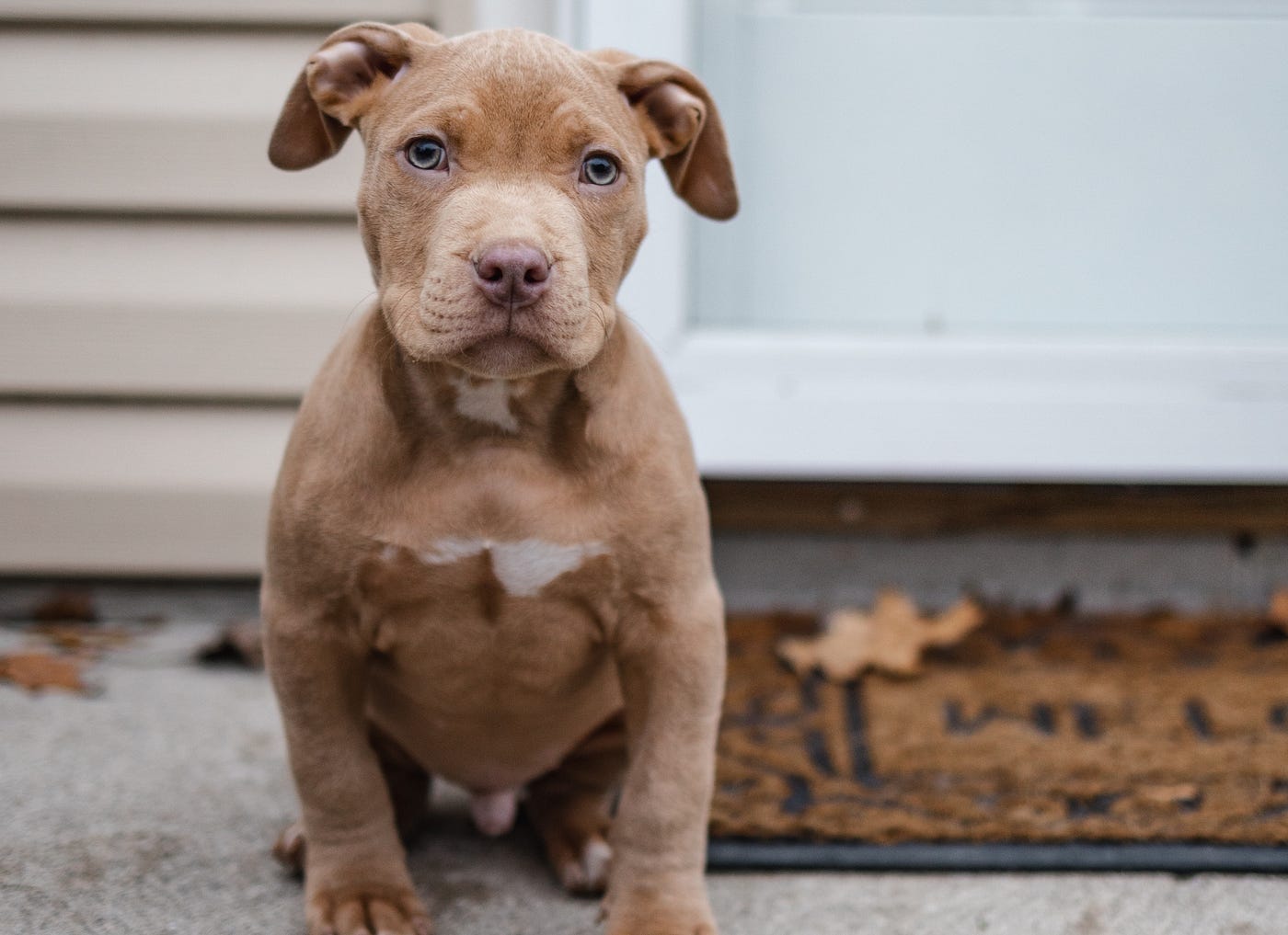 Dark Brown Pitbull Puppies