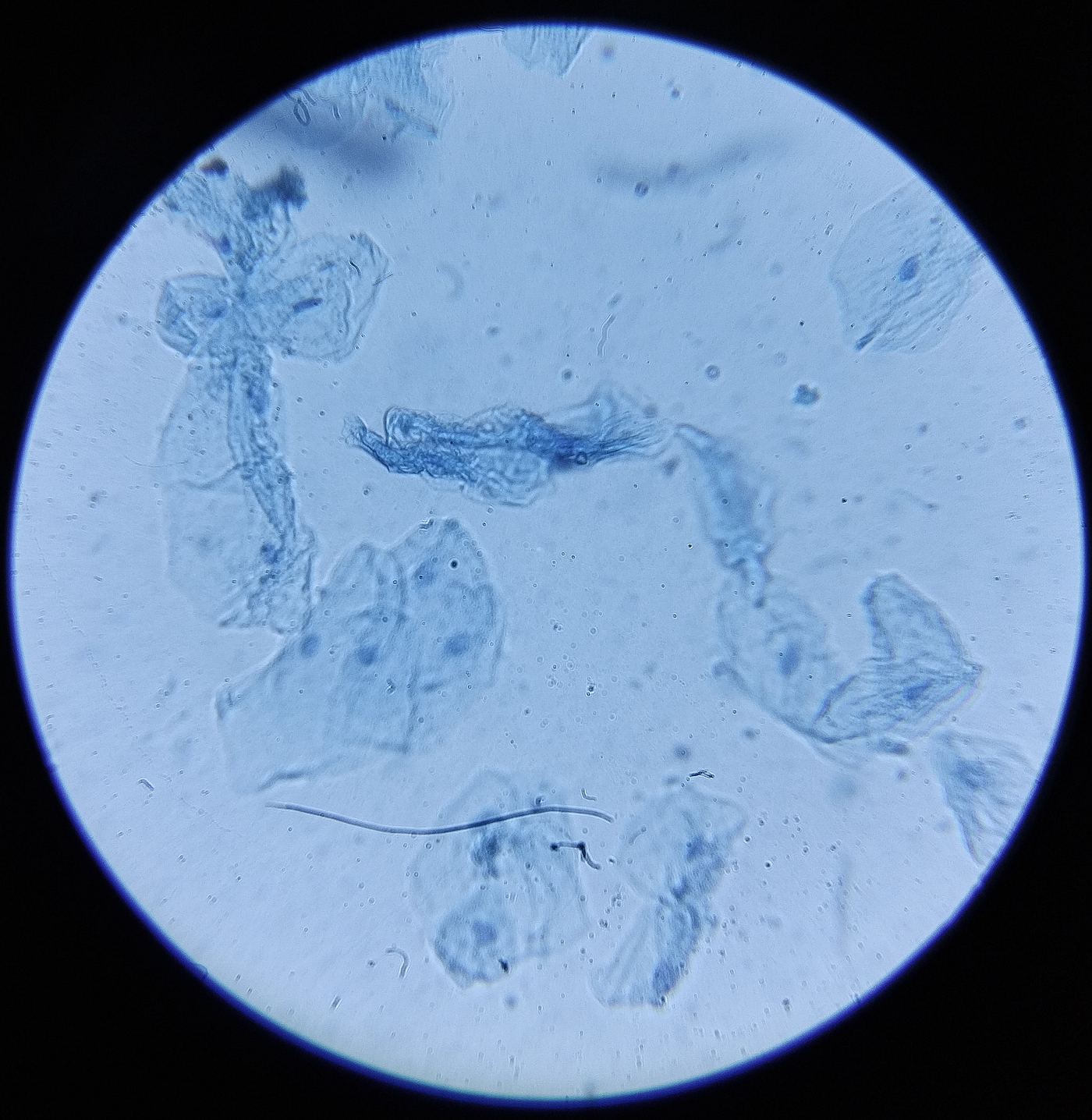 Cheek Cell Microscope 40x