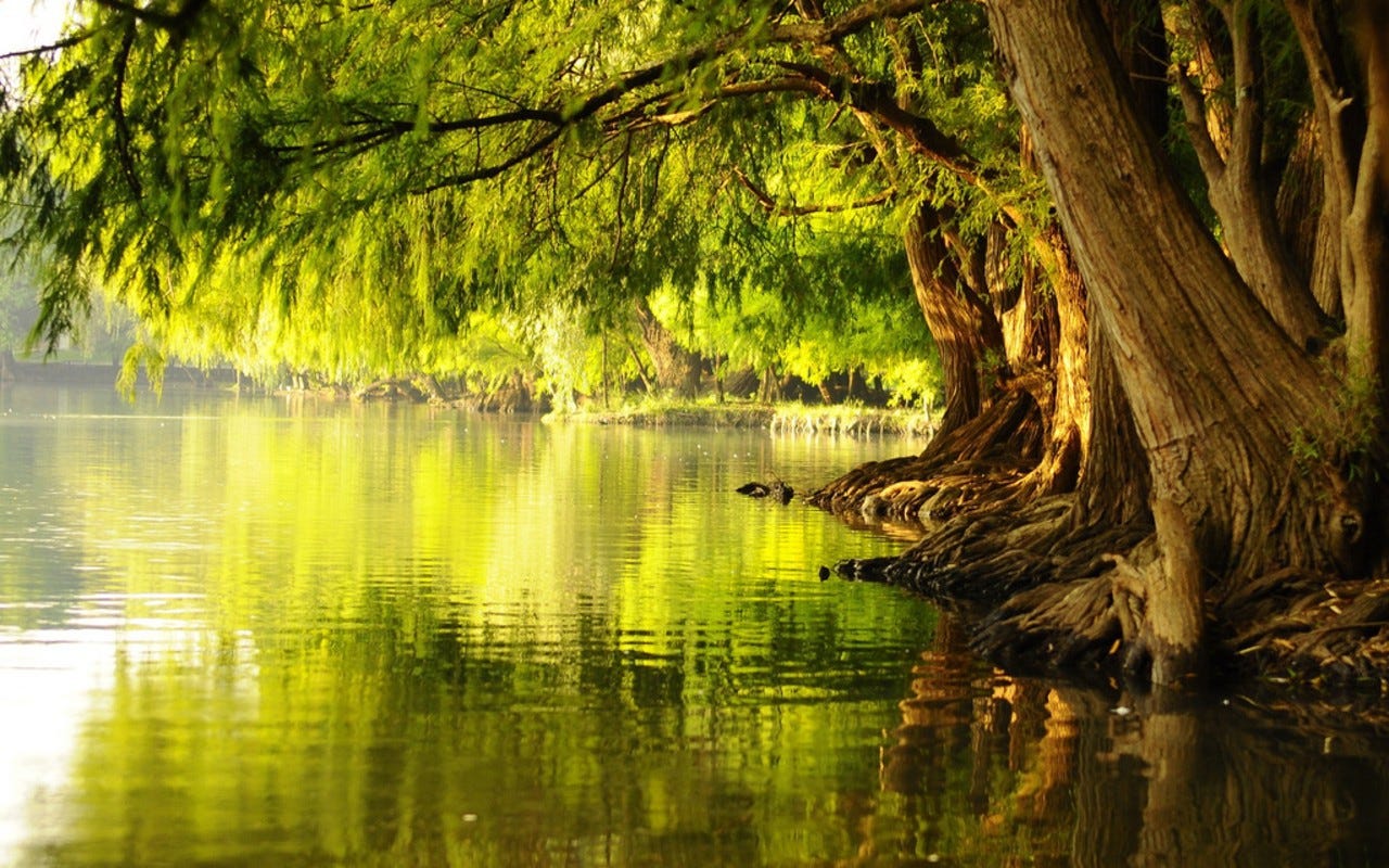 Tree Planted By Streams Of Water