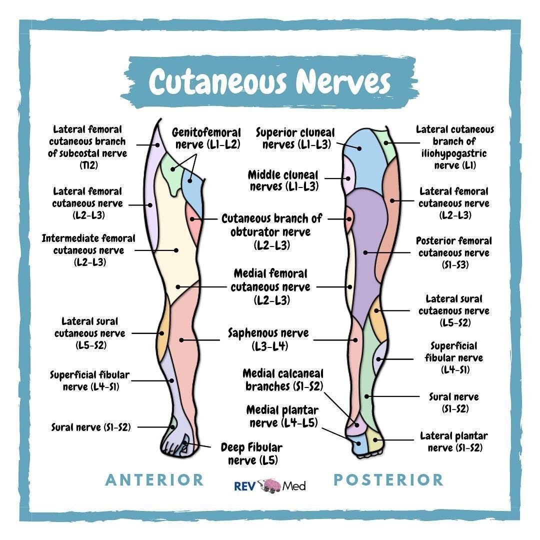 Image Result For Lower Extremity Dermatomes And Myotomes 58 OFF