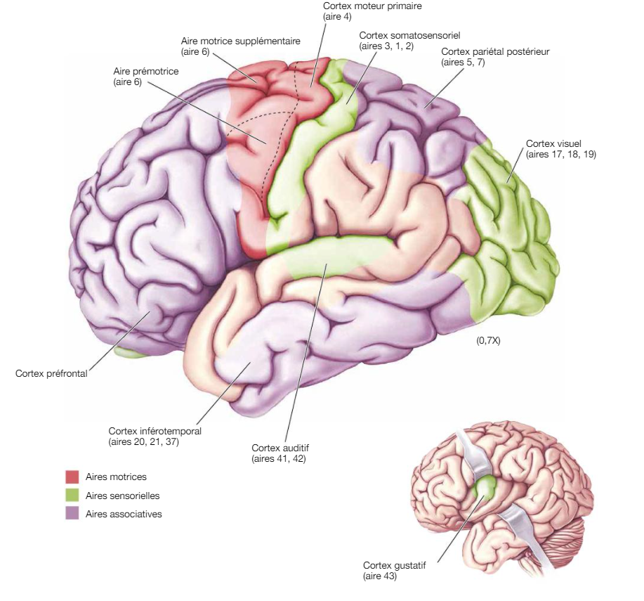 Zones Associatives Du Cerveau Cours : Le Cerveau, Exploration