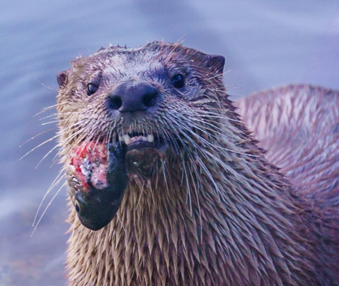 Are Otters Closer To Cats Or Dogs