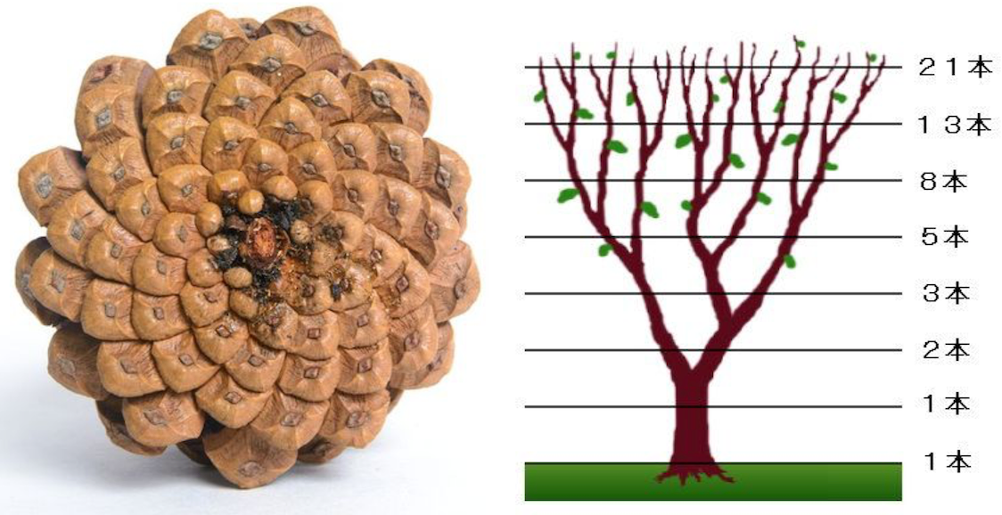 Fibonacci Sequence In Pine Cones Pine Cones – The Fibonacci