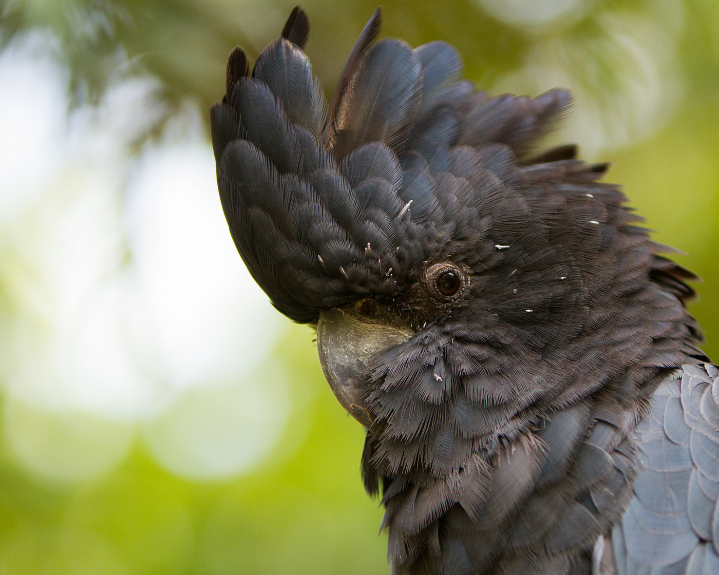 Red Tailed Black Cockatoo Male