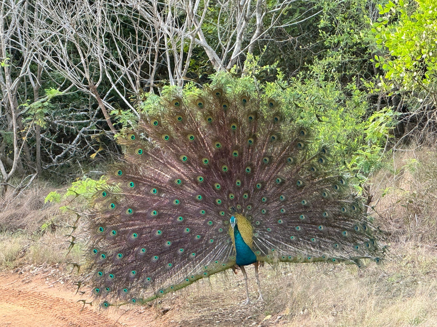 Sri Lanka Peacocks For Gardens Garden; Architect Channa Daswatte