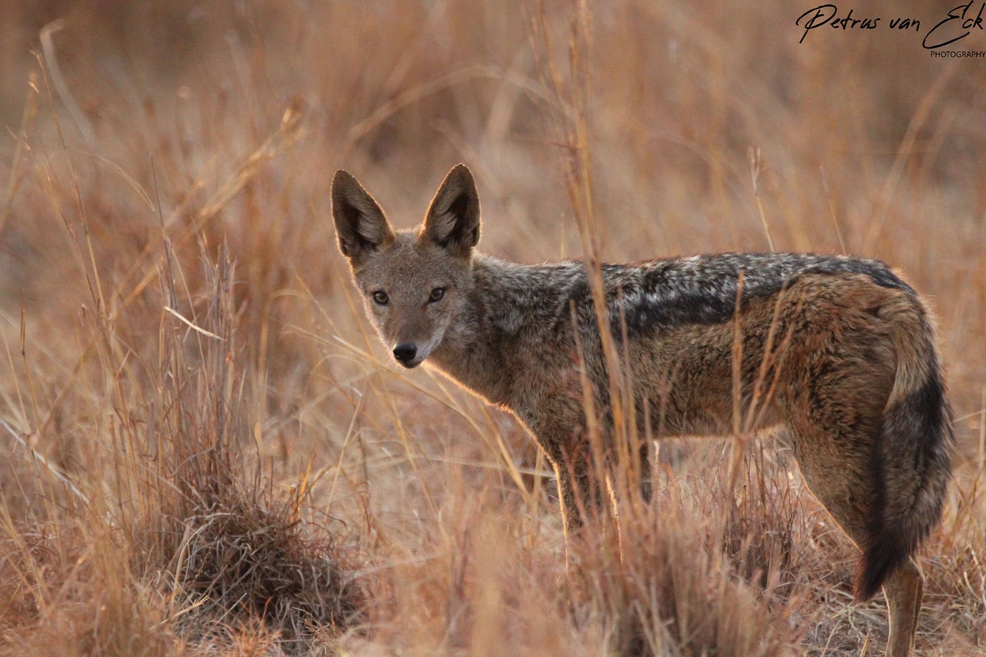 Watch Out For The Blackbacked Jackal Featured Creature