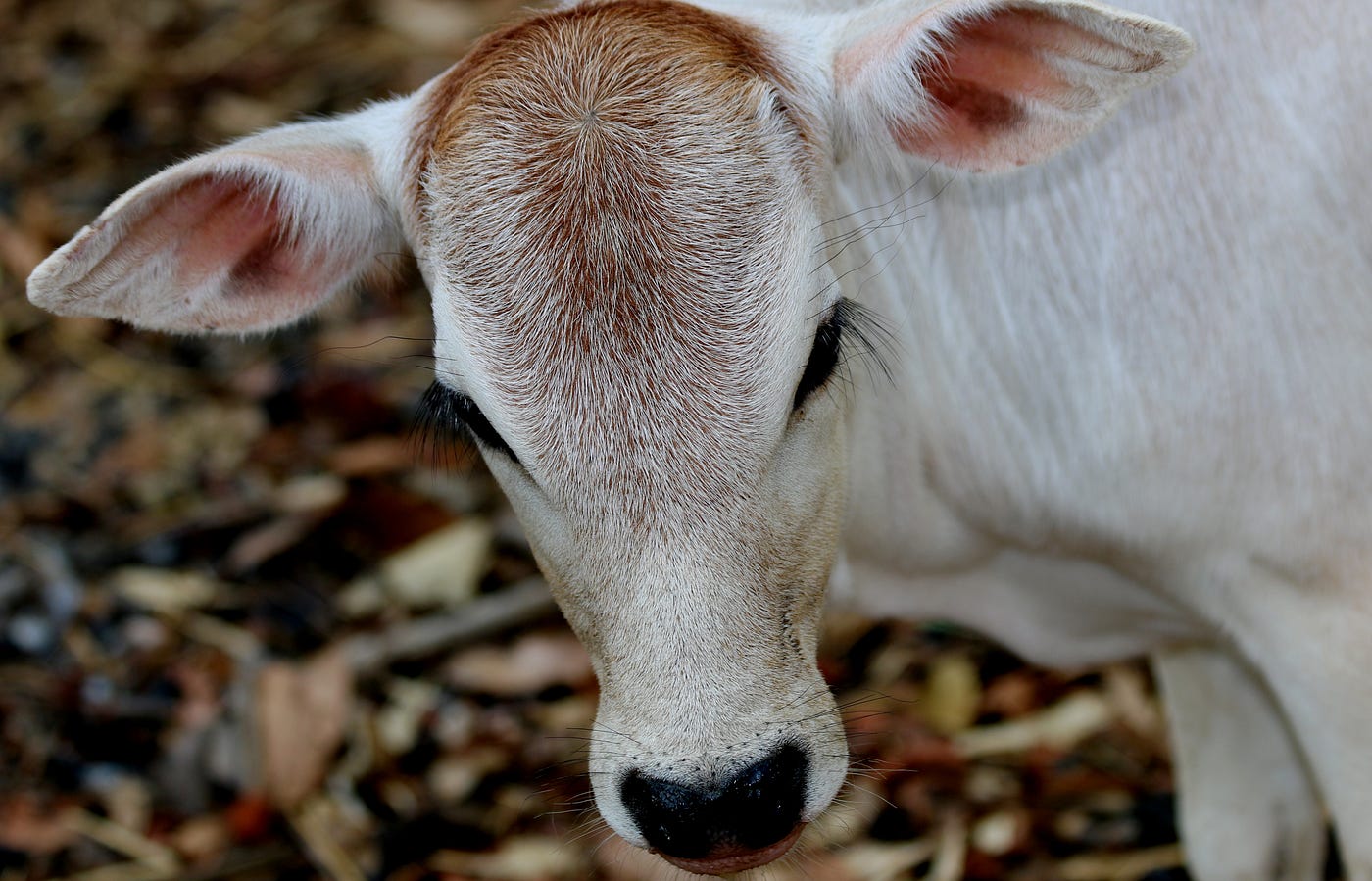 Newborn Calves Cows