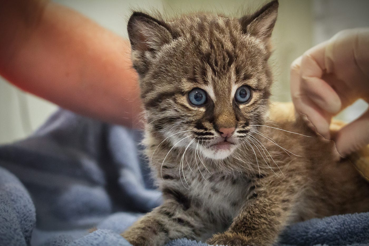 Newborn Bobcat