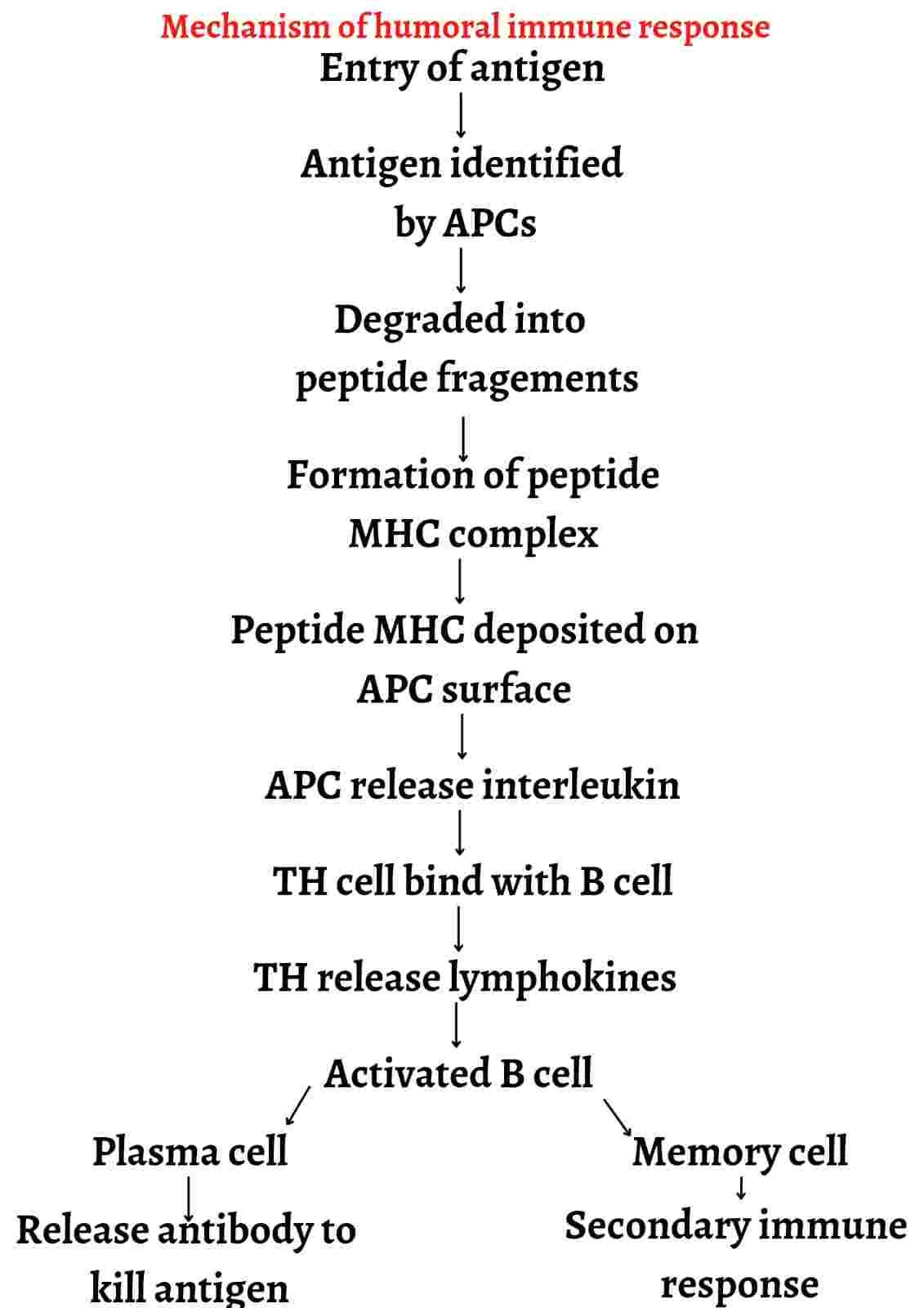 Humoral Immunity Flow Chart