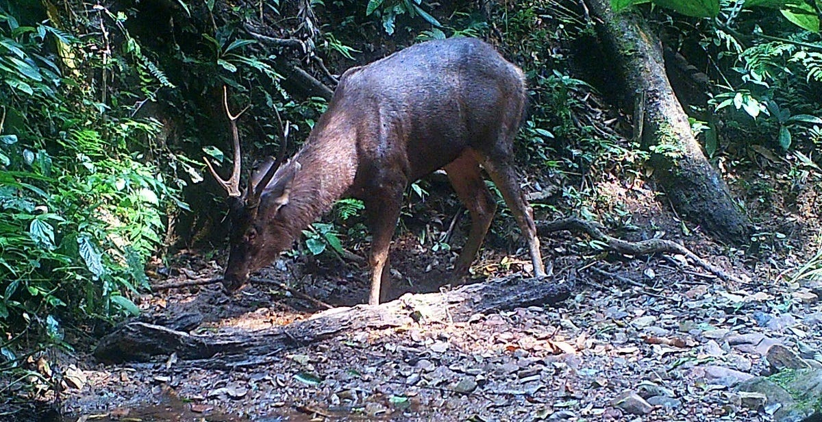 Laos Jungle Animals